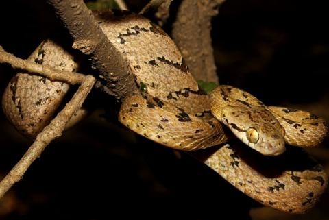 Snakes of Coorg - Kodagu Heritage