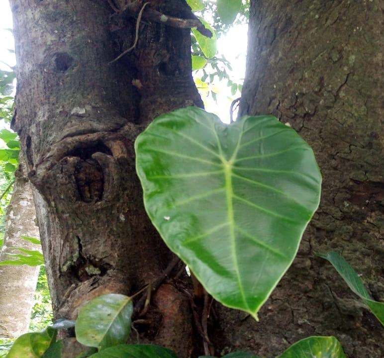 Mara Kembe pathrode - Kodagu Heritage